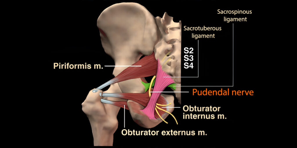 Pudendal Neuralgia: The Importance of Physiotherapy and Atlas Therapy ...