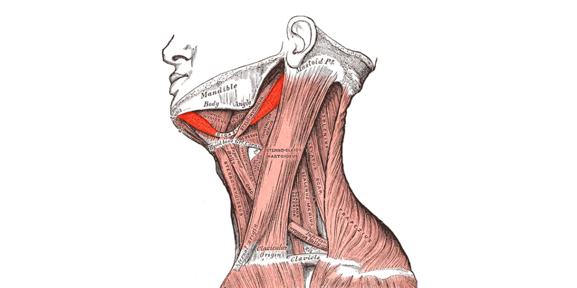 What Causes Digastric Muscle Pain? - Atlas Terapi
