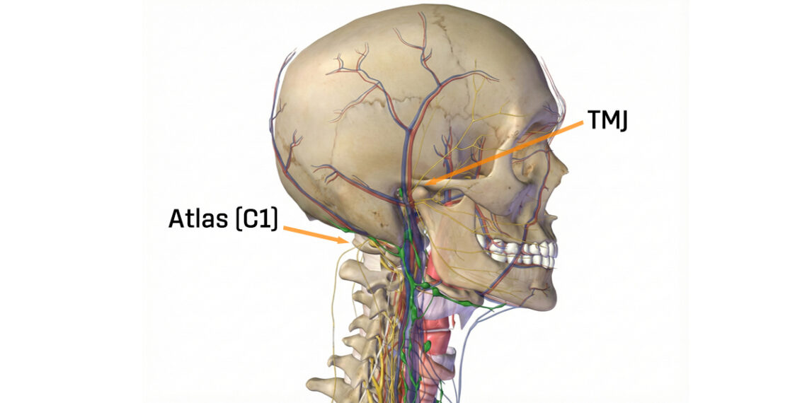 The Relationship Between Hearing Loss and the Vagus Nerve, and Vagus ...